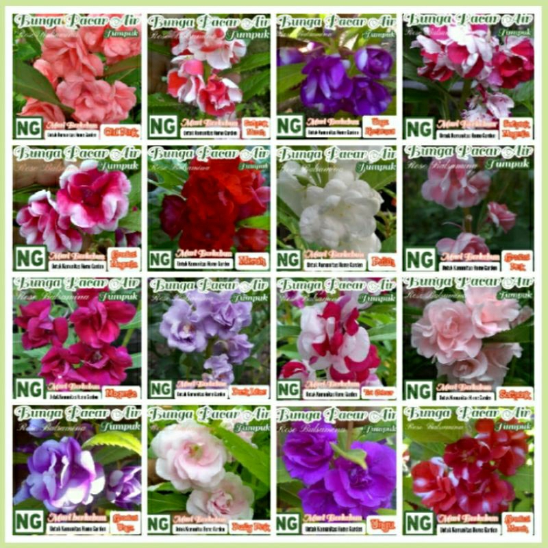 Jual 5 Benih Bunga Pacar Air Tumpuk Aneka Warna Rose Balsamina Benih ...