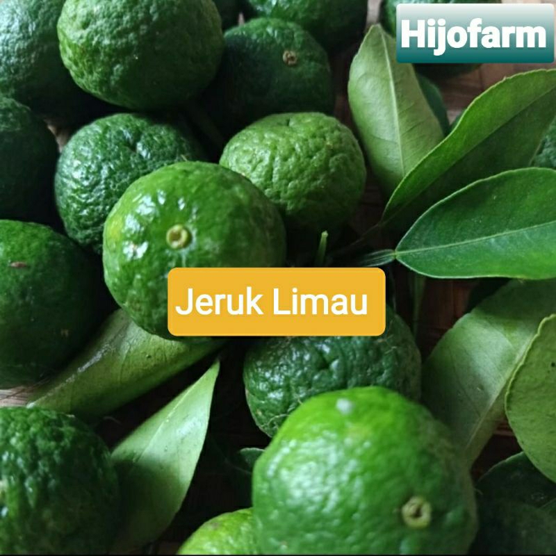 Jual Jeruk Limau / Jeruk Sambal 250 Gr | Shopee Indonesia