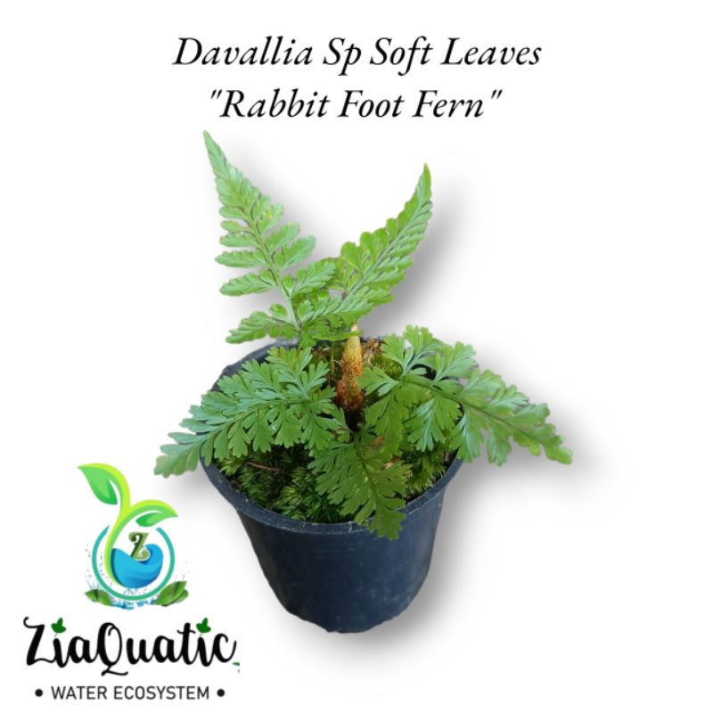 Jual Davallia Sp Soft Leaves "Rabbit Foot Fern" - Tanaman Hias ...