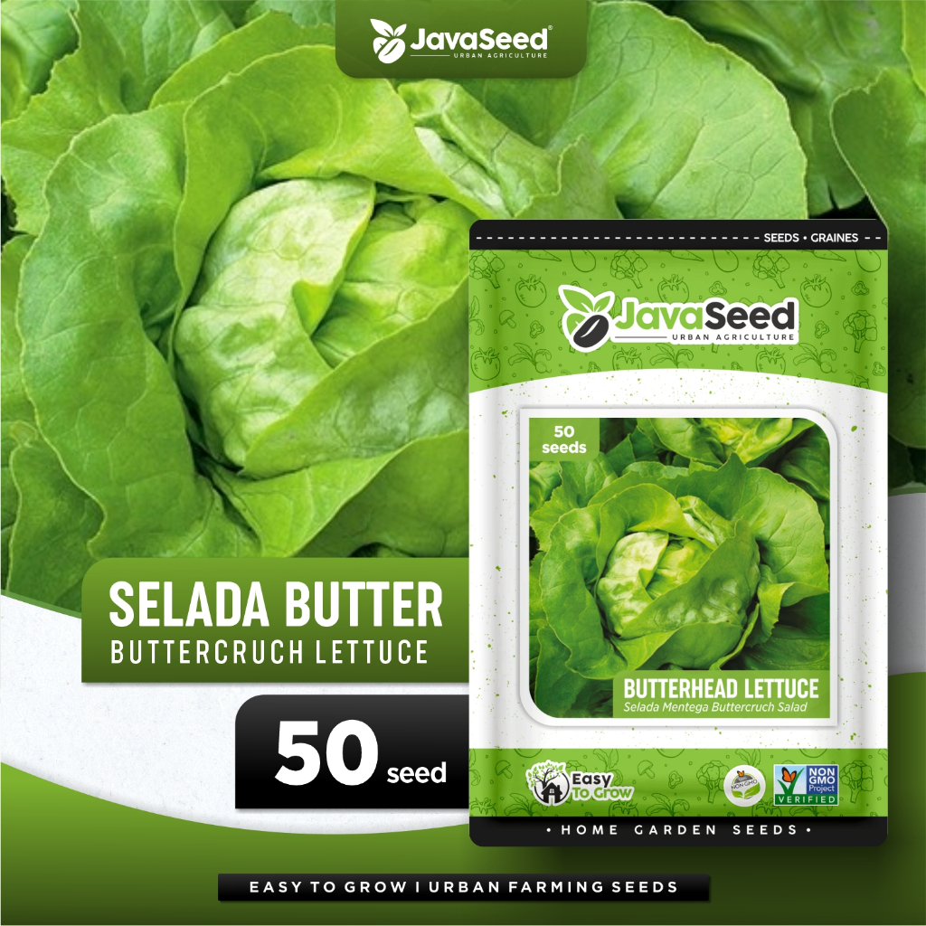 Jual JAVASEED - Benih Selada Green Butterhead Lettuce 50 Benih | Shopee ...