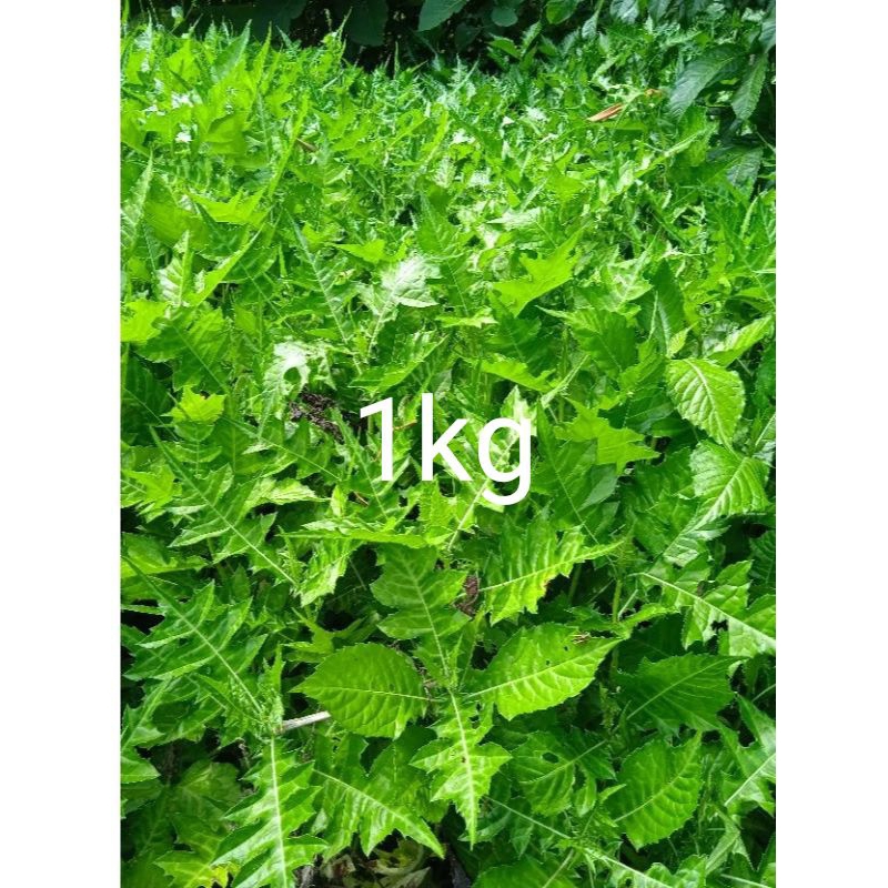 Jual Daun daruju druju segar 1kg | Shopee Indonesia