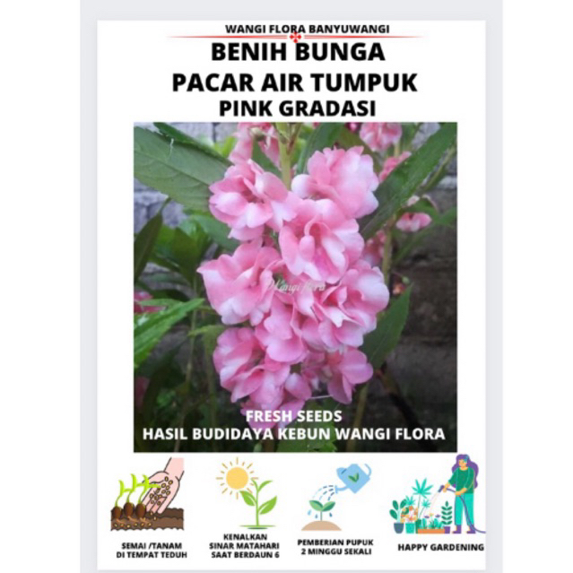 Jual 25 biji Benih bunga Pacar air tumpuk Pink gradasi putih ...