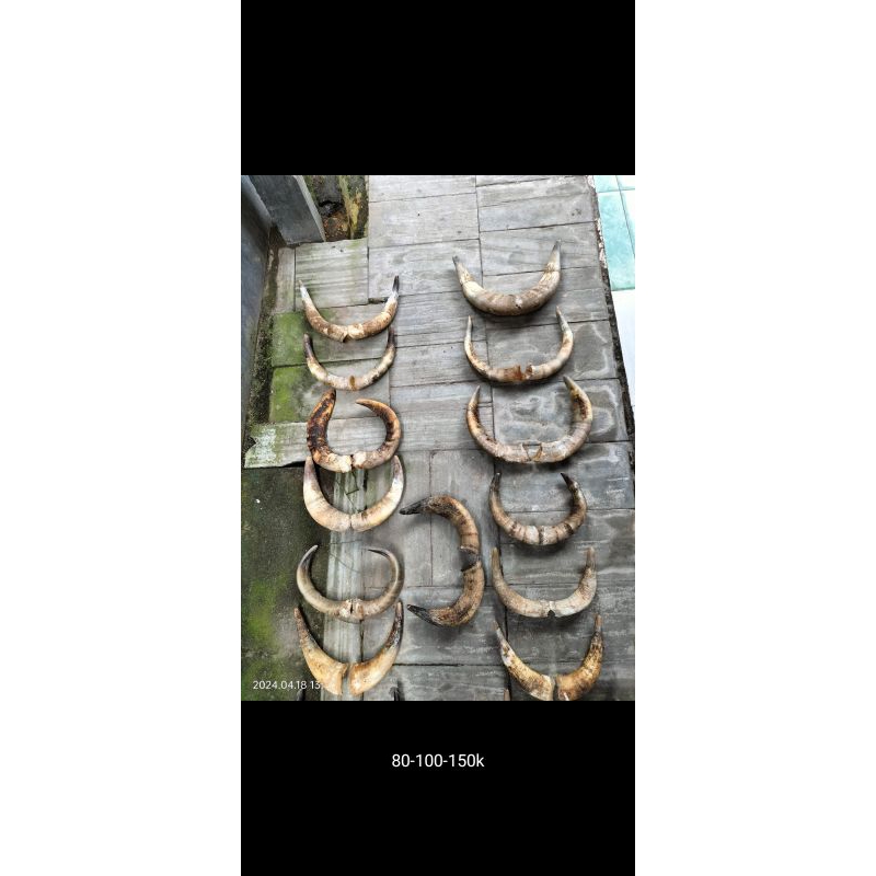 Jual NEW,, Tanduk Sapi New, baca deskripsi terlebih dahulu | Shopee ...
