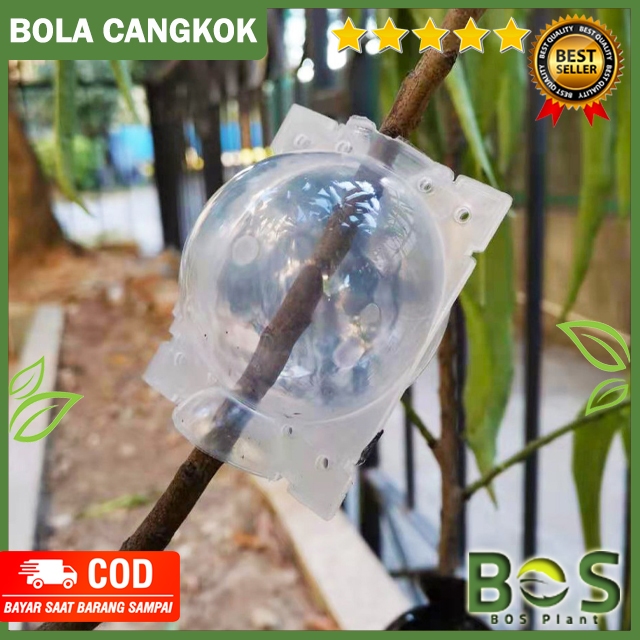 Jual Bosplant - Bola Cangkok Transparant Ukuran 5cm Alat Mencangkok ...