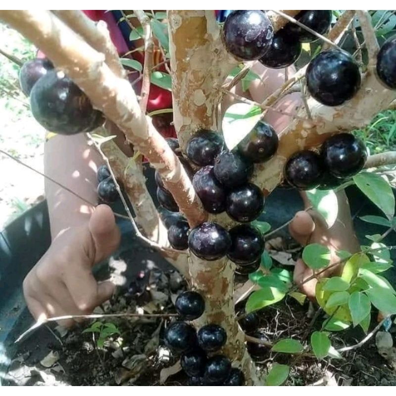 Jual Bibit tanaman buah anggur pohon/anggur brazil jenis preco tinggi 1 ...