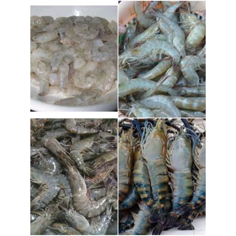 Jual Udang basah, udang kupas, udang galah, udang besar,isi 250gram ...
