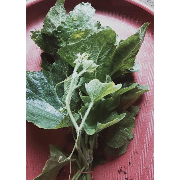 Jual Daun Labu Besar Segar / Daun Labu Kuning Alami | Shopee Indonesia