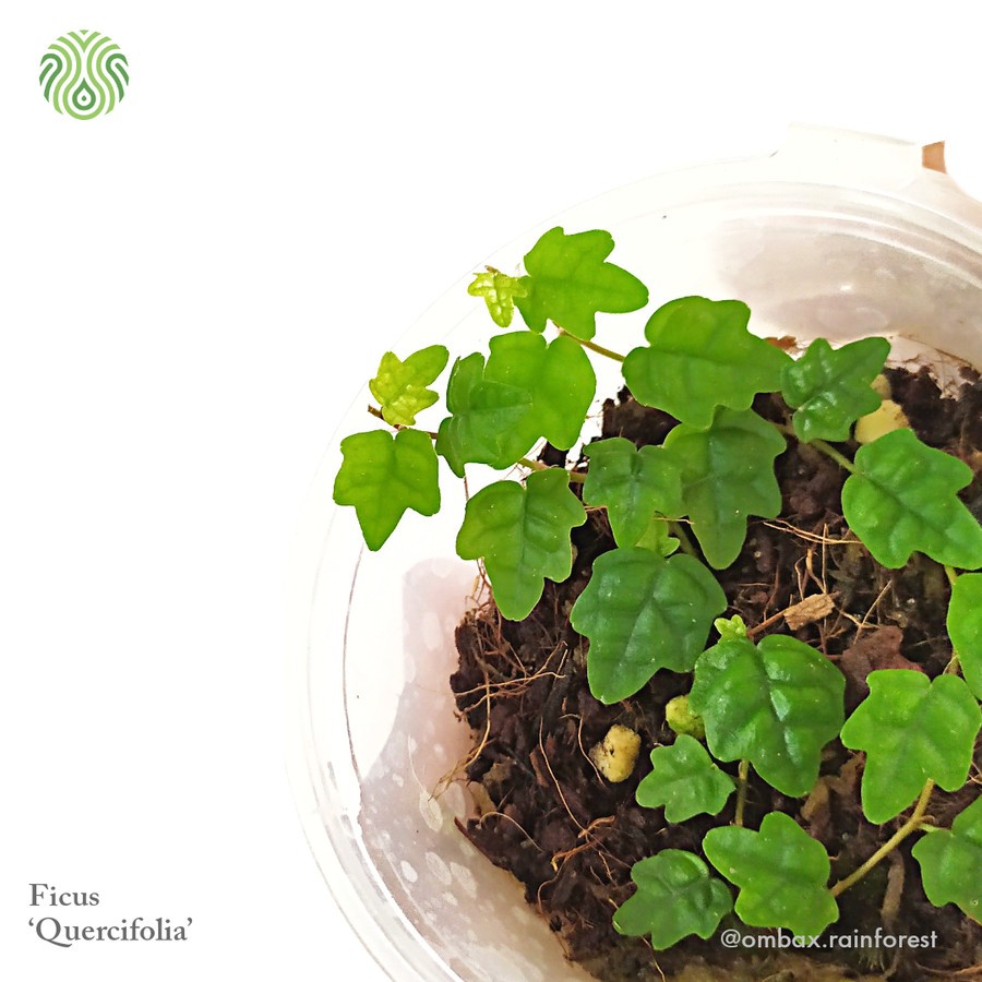 Jual Ficus Quercifolia / String of frog - Tanaman Rambat / mini ...