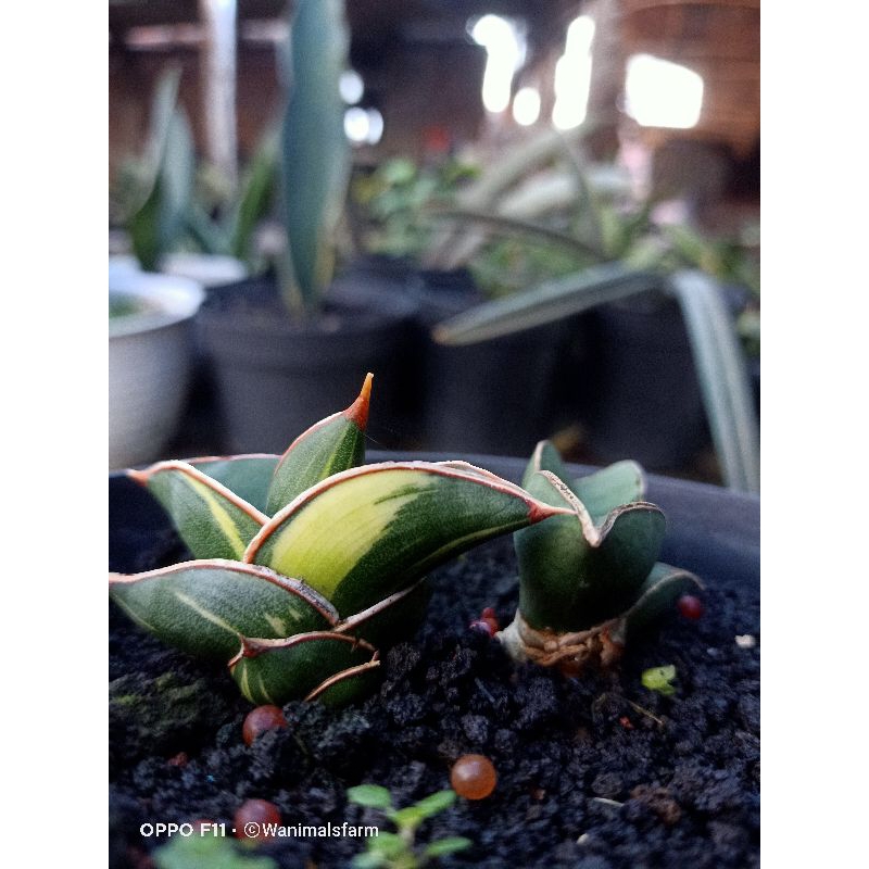 Jual SANSEVIERIA SANSEVIERA SANSEVERA RORIDA VARIEGATA ank saja ...