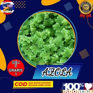 Jual bibit azolla Harga Terbaik & Termurah Mei 2024 | Shopee Indonesia