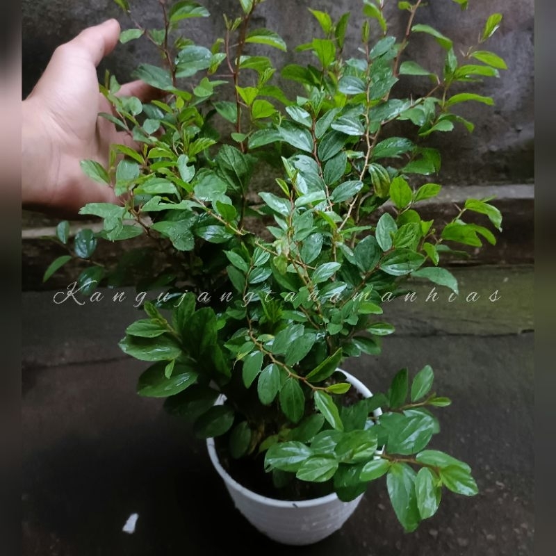 Jual Tanaman BIDARA ARAB ASLI ( 1 POT ) | Shopee Indonesia