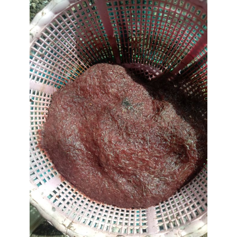 Jual CASUT/CACING SUTRA Segar asli fres dari alm,Cocok untuk pakan ...