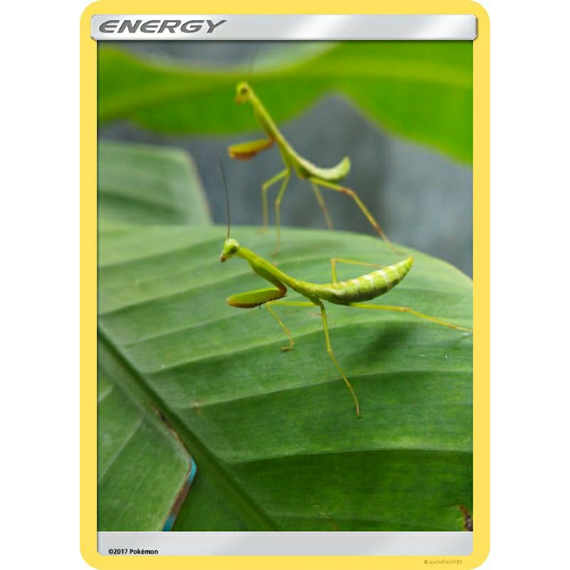Jual kartu Mantis hierodula sp Papua/belalang sembah/congcorang/Mantis ...