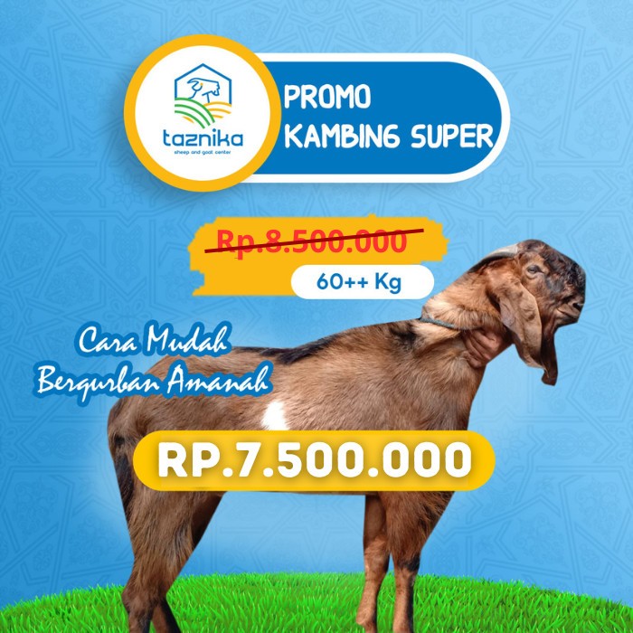 Jual HEWAN QURBAN KAMBING SUPER 60KG++ | Shopee Indonesia
