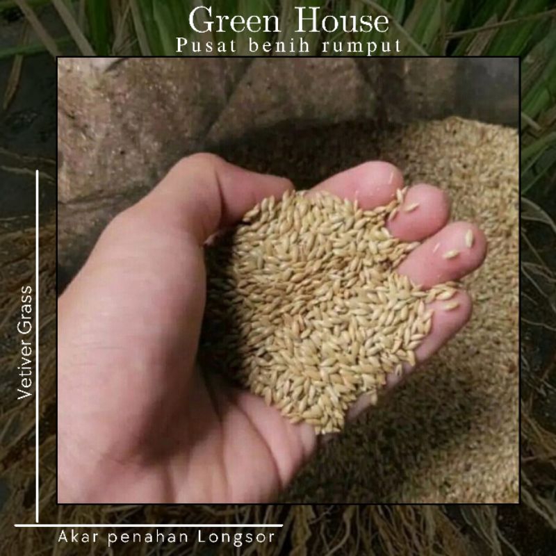 Jual Benih Rumput Vetiver Penahan Longsor Bibit Unggulan Terjamin ...