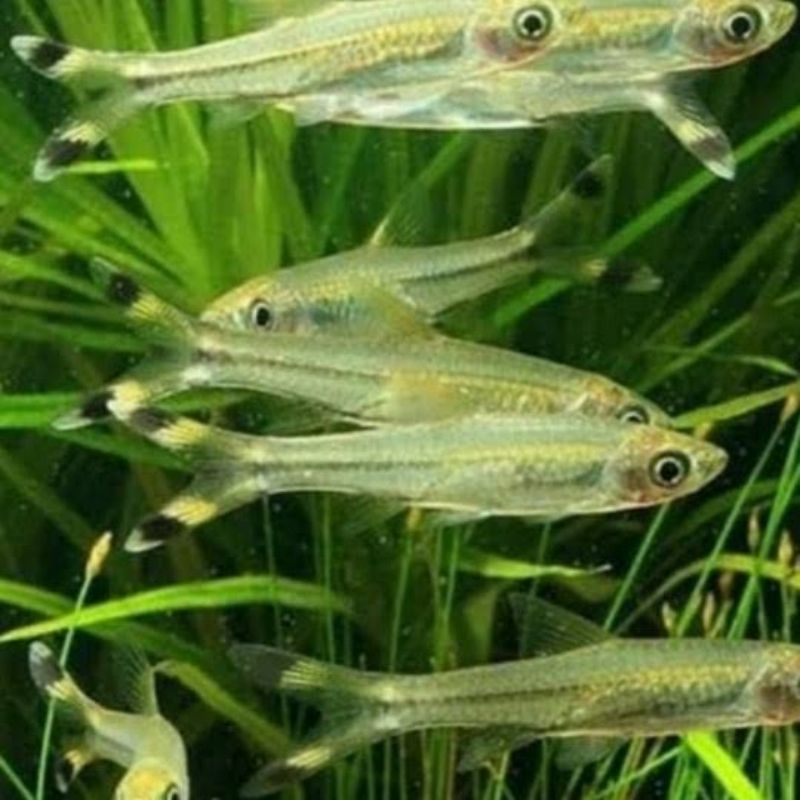 Jual IKAN HIAS AIR TAWAR AQUASCAPE Rasbora trilineata SRI GUNTING ...