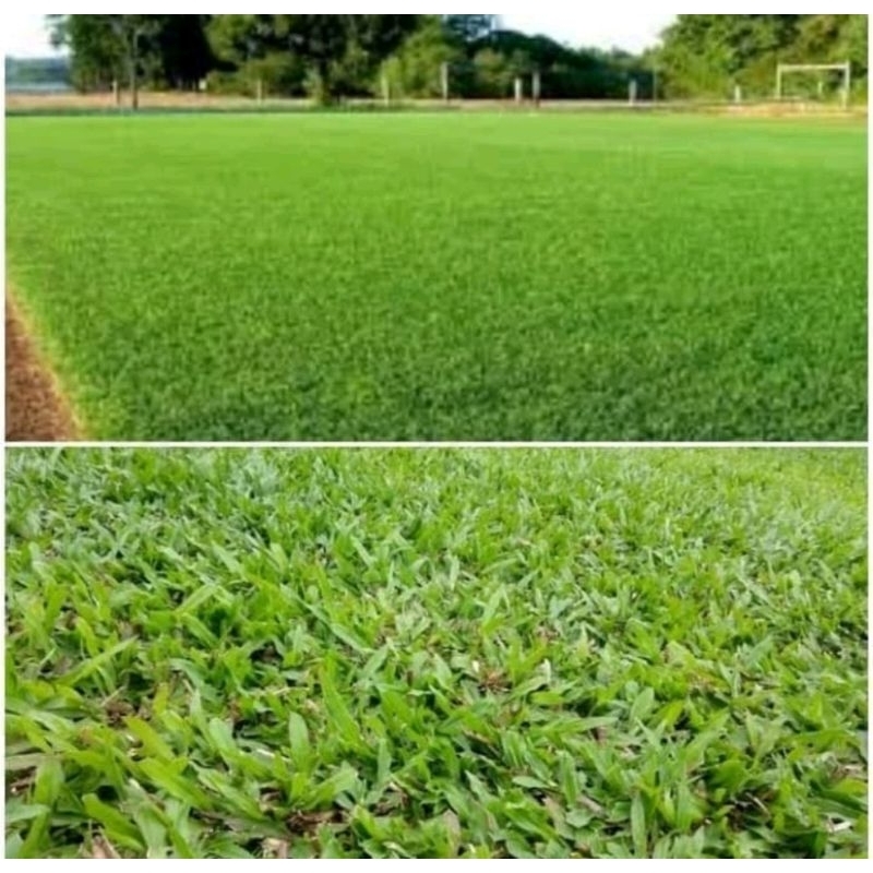 Jual Benih biji rumput gajah biasa 500 gram | Shopee Indonesia