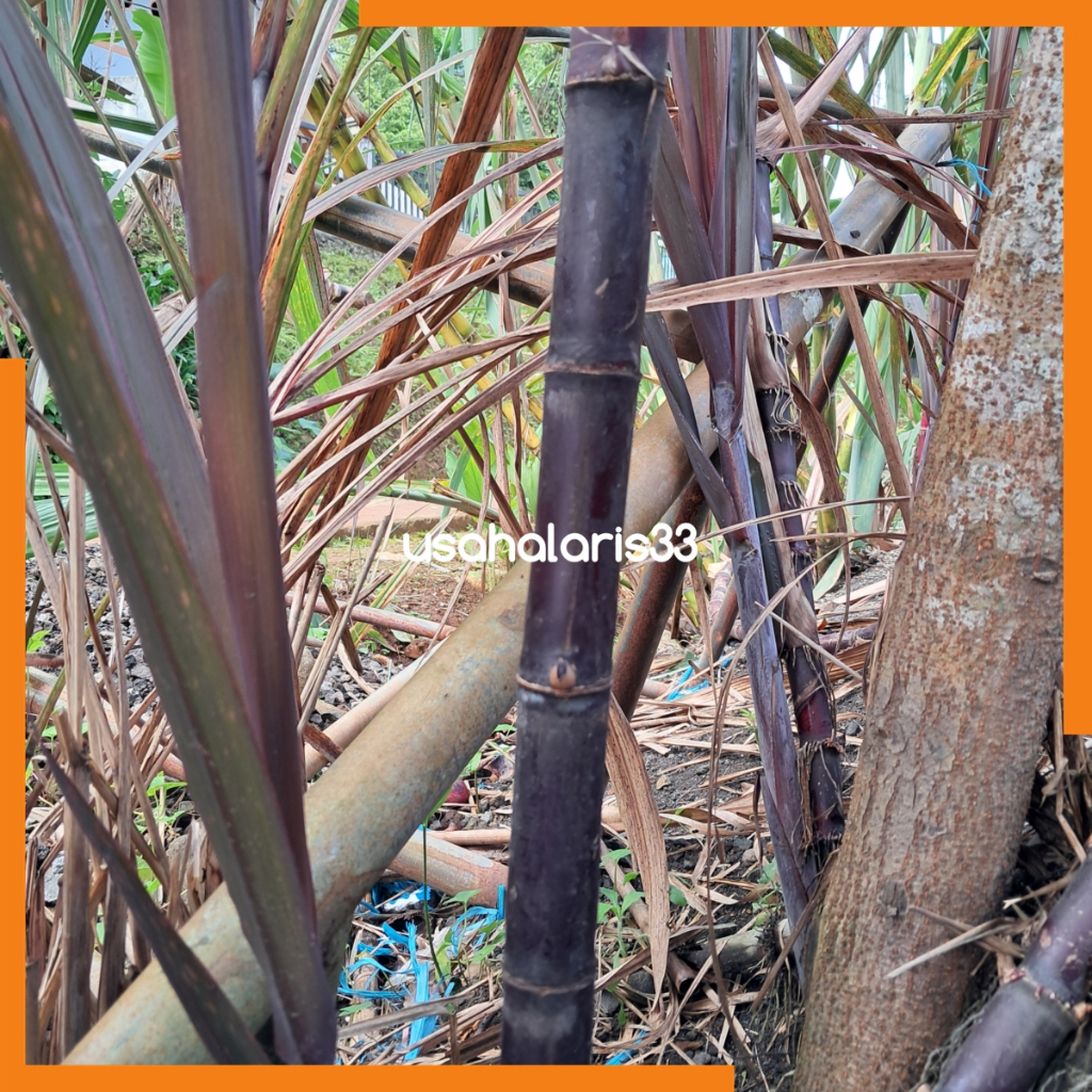 Jual Tebu Hitam Tebu Ireng Asli | Shopee Indonesia