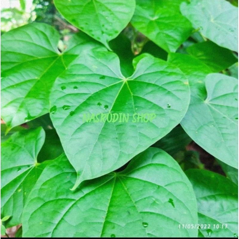 Jual DAUN BROTOWALI 50 LEMBAR SEGAR LANGSUNG PRTIK / DAUN ANTAWALI ...