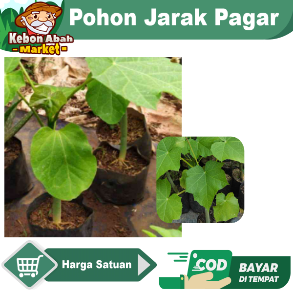 Jual Pohon Jarak Pagar Harga Satuan | Shopee Indonesia