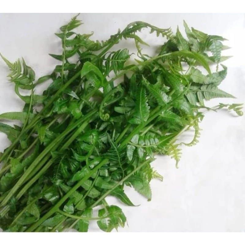 Jual Sayur pakis 1 ikat | Shopee Indonesia