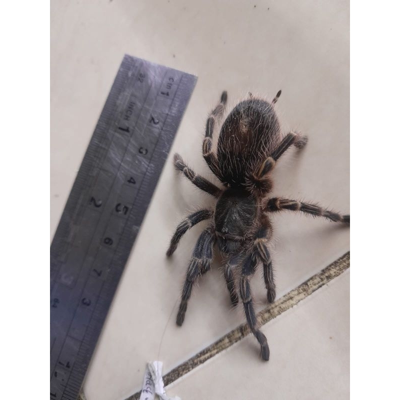 Jual DISPLAY TARANTULA GRAMOSTOLA PULCHRIPES JUVE BISA BERJALAN ...