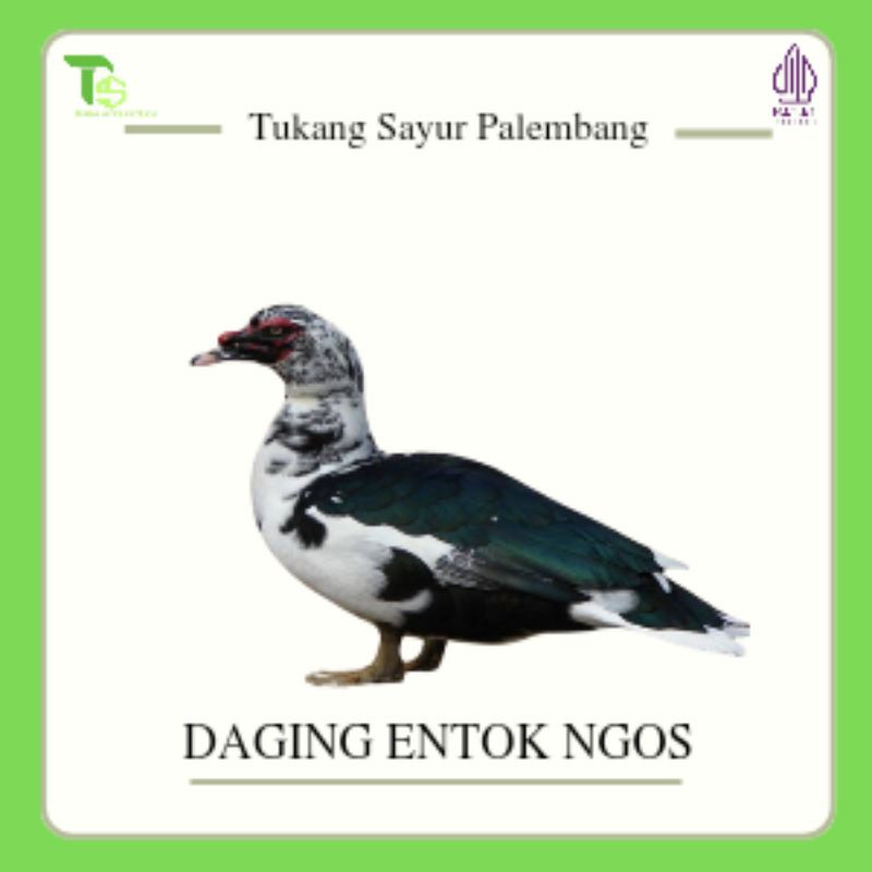 Jual Bebek-Entok - Serati jago ngos Entok pedaging mentok pedaging ...