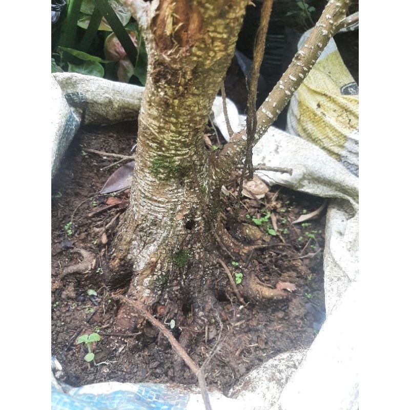 Jual bonsai kimeng pecah batang , akar melingkar sampai ke maruke ... Jual bonsai kimeng pecah batang , akar melingkar sampai ke maruke ...