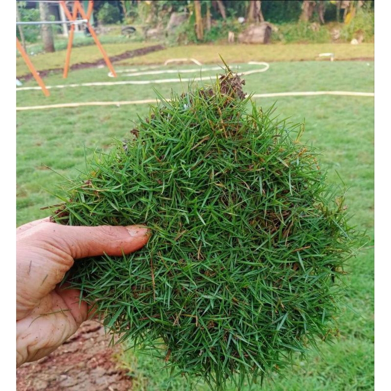 Jual Rumput jepang 100cm x 100cm/Rumput Taman luas 1meter | Shopee ...