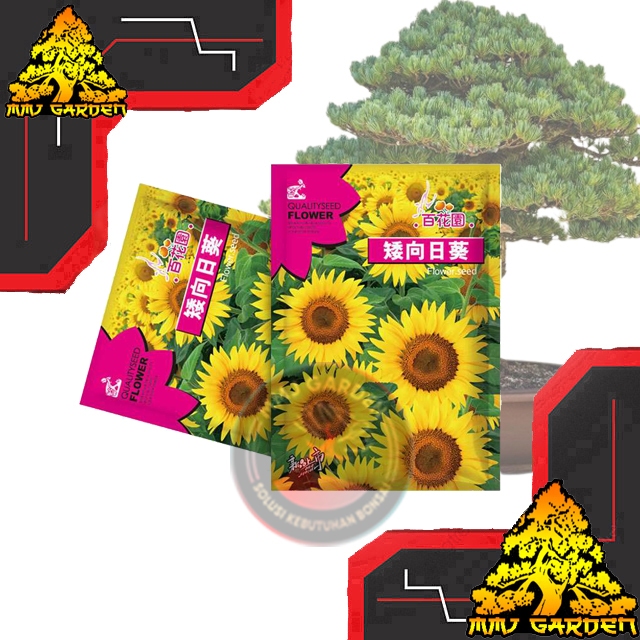 Jual MMJ GARDEN-JUAL BIJI BUNGA MATAHARI JUMBO IMPORT | Shopee Indonesia