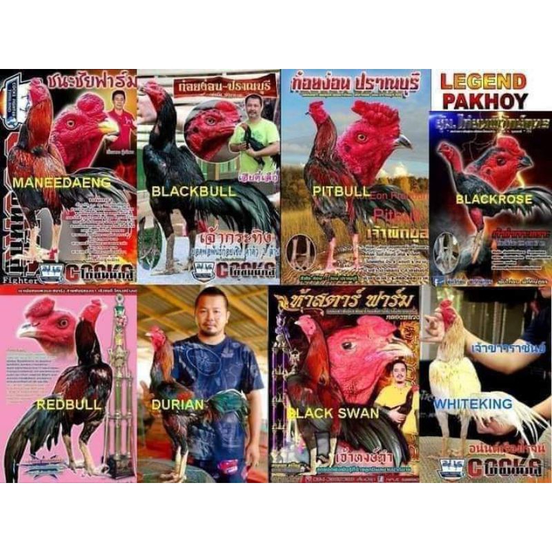 Jual PROMOSI Telur ayam pakhoy LEGEND pitbull x durian x redbull x ...