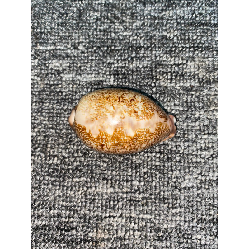 Jual CYPRAEA MAPPA / LEPORICYPRAEA MAPPA | Shopee Indonesia