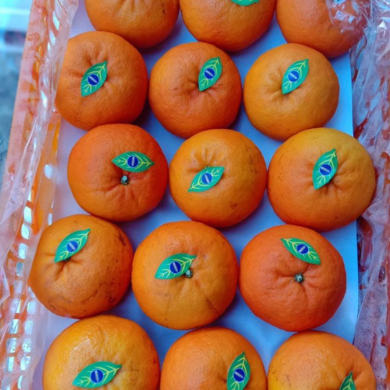 Jual JERUK WOGAN 1 KRAT BERAT 7KG FRESH MANIS ( JERUK WOGAN WOKAM ...