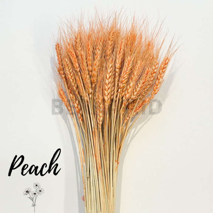 Jual [TERBARU] DRIED FLOWER GANDUM BUNGA KERING PER TANGKAI UNTUK ...