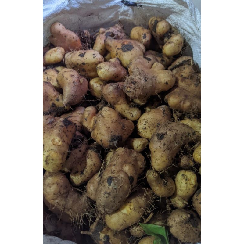 Jual Gembili ketan fress 1kg pulen | Shopee Indonesia