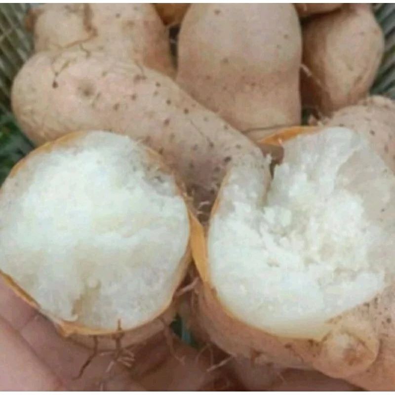 Jual UMBI GEMBILI (Dioscorea esculenta L.) terBARU TERMURAH 1KG ...
