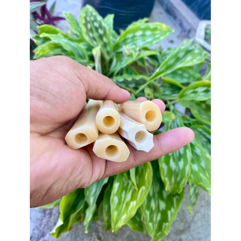 Jual piprok once tulang sapi asli impor afrika sudah mengkristal rasa ...