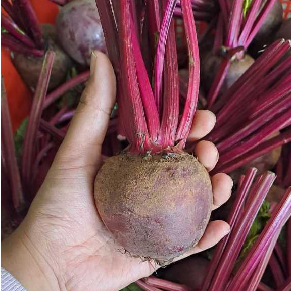 Jual Buah Bit Beet Root Segar Fresh 1 kg - Sayur Instan Segar Malang ...