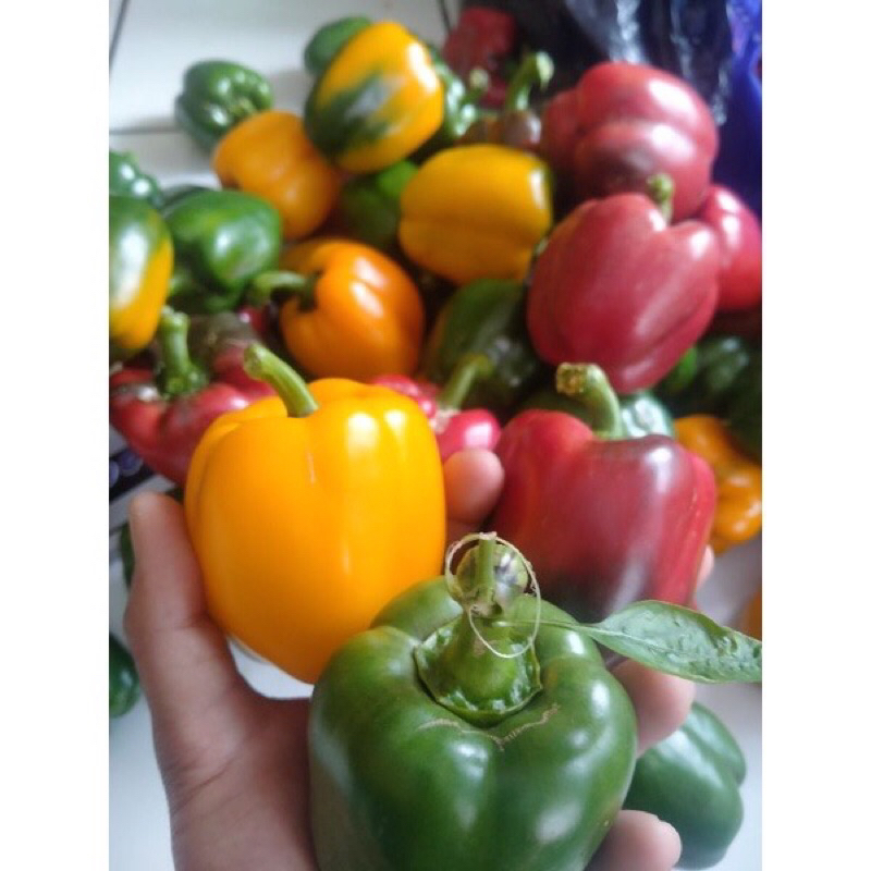 Jual paprika segar / cabai paprika / paprika iris / paprika merah ...