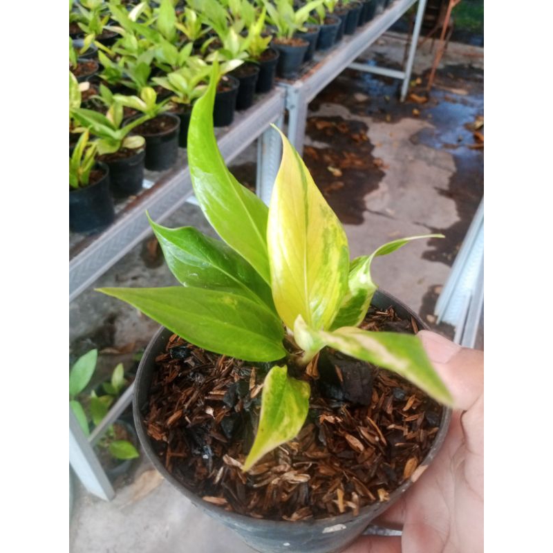 Jual jemani obor varigata | Shopee Indonesia