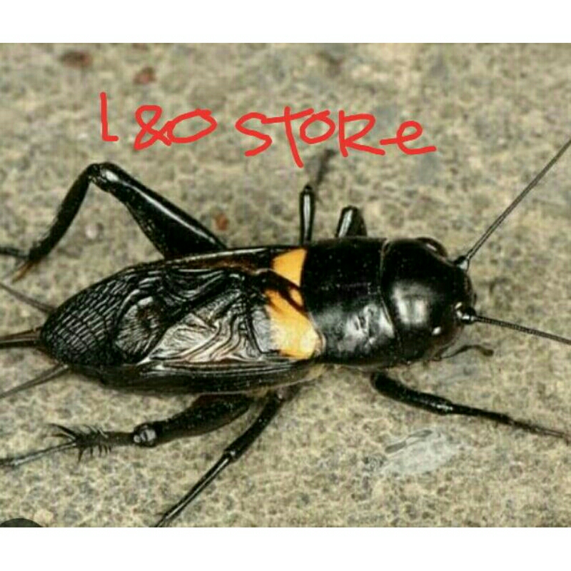 Jual jangkrik aduan jumbo | Shopee Indonesia
