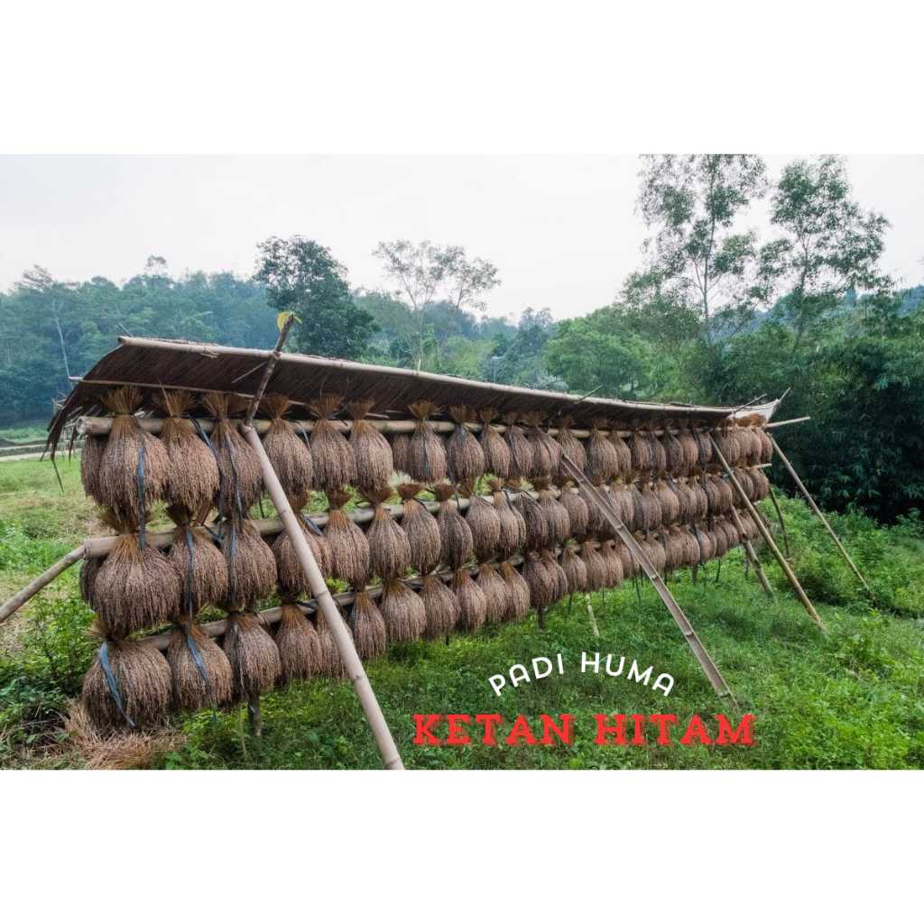 Jual Padi Huma Ketan Hitam Bertangkai 1 Ikat Isi 50 Tangkai Padi Ketan ...