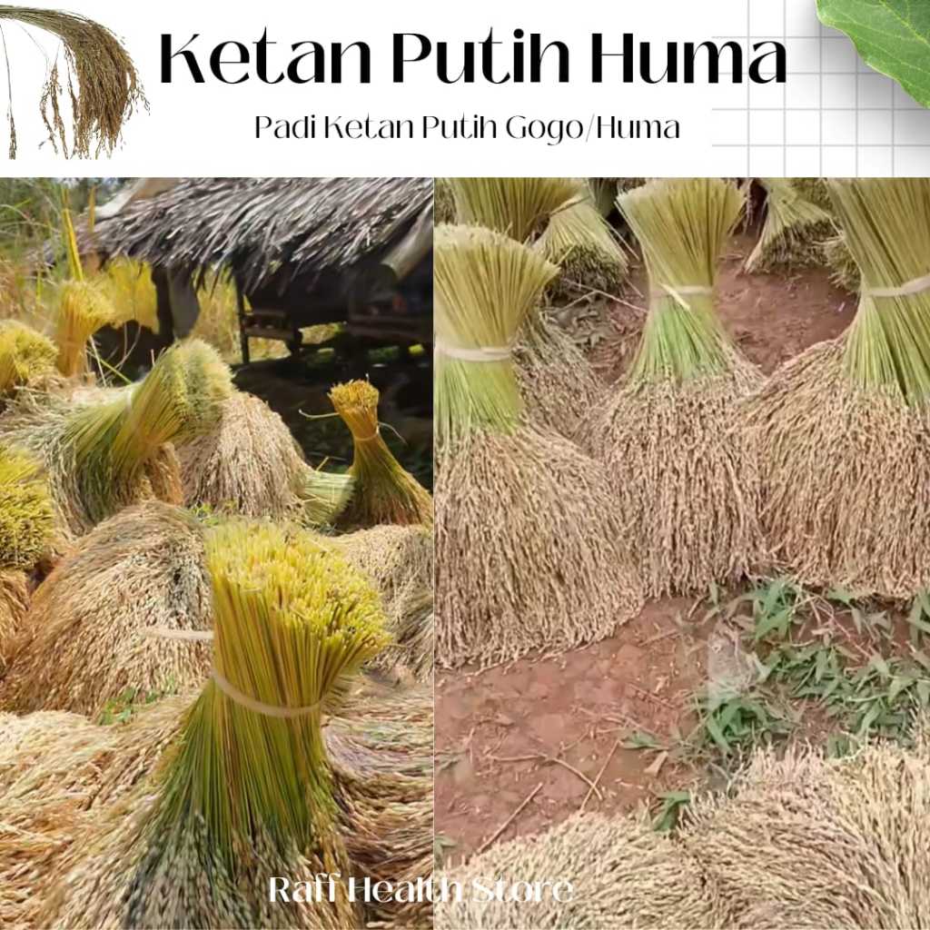 Jual Padi Huma Ketan Putih Bertangkai 1 Ikat Isi 50 Tangkai Padi Ketan ...