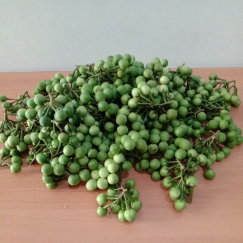 Jual Buah Takokak segar 1 Kg / Tekokak (solanum torvum) | Shopee Indonesia