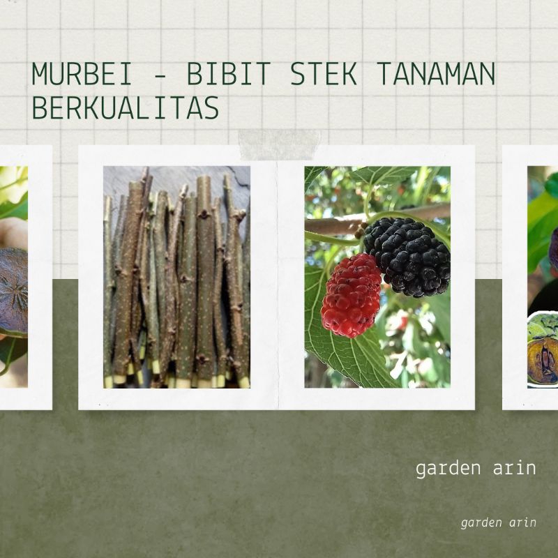 Jual Bibit Stek Cating Batang Buah Murbey / Murbei Fres | Shopee Indonesia