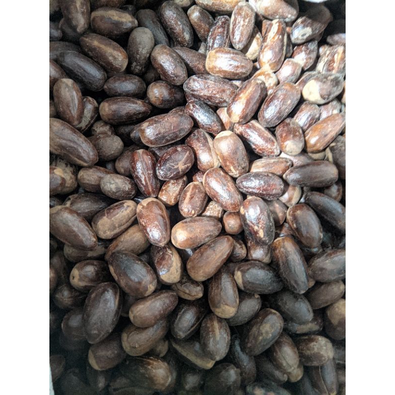Jual Pala Kocak Lonjong 1 kg | Shopee Indonesia