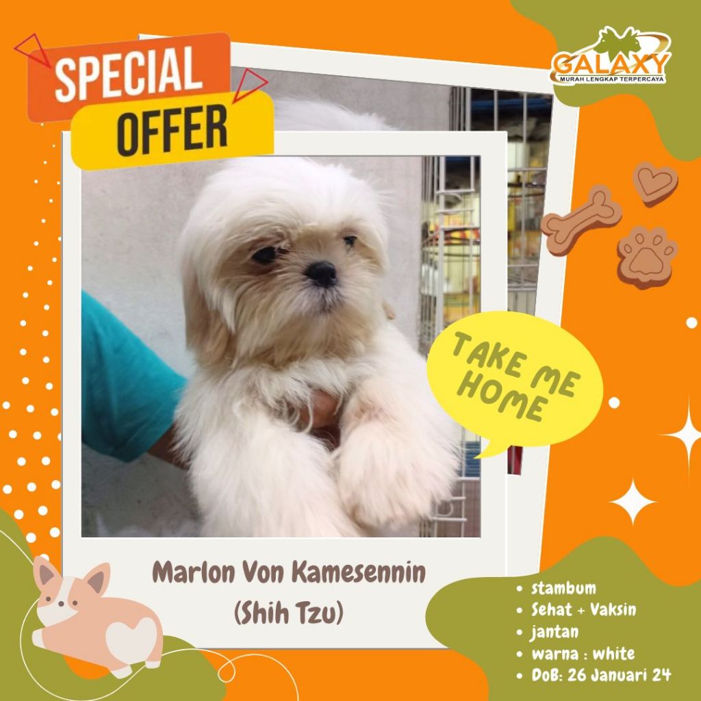 Jual Dijual Shih Tzu "Jantan" (Lengkap dengan Stambum) | Shopee Indonesia