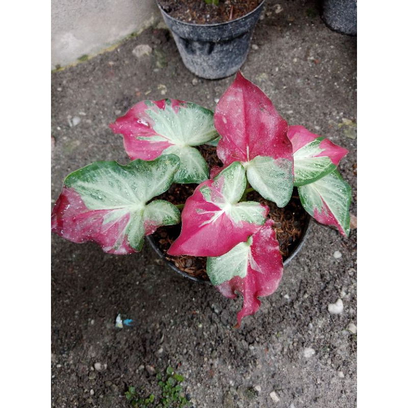 Jual Caladium/Keladi Cat Tumpah | Shopee Indonesia