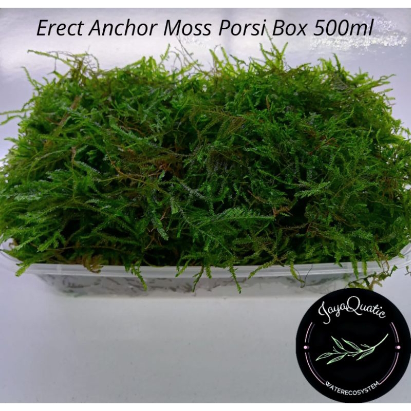 Jual Moss Erect Anchor "Vesicularia Reticulata" bahan Full Air porsi ...