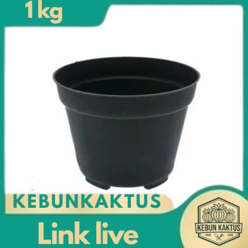 Jual pembayaran link live 1 kg bunga kaktus dan sukulen pot 10 cm ...
